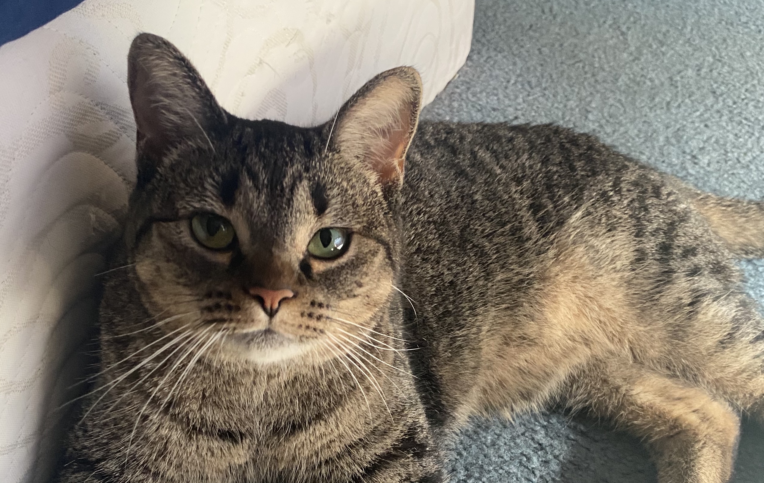 My Cat Reached Enlightenment – The Buddha Times